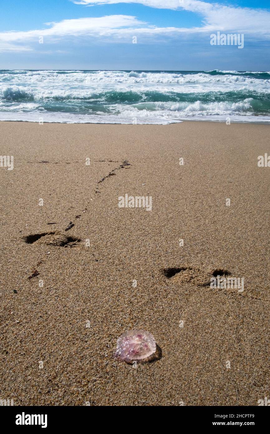 transparent jellyfish on the beach Stock Photo - Alamy
