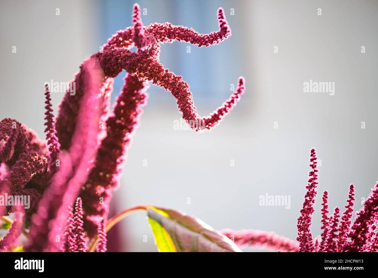 Indian red amaranth plant growing in summer garden. Leaf vegetable ...