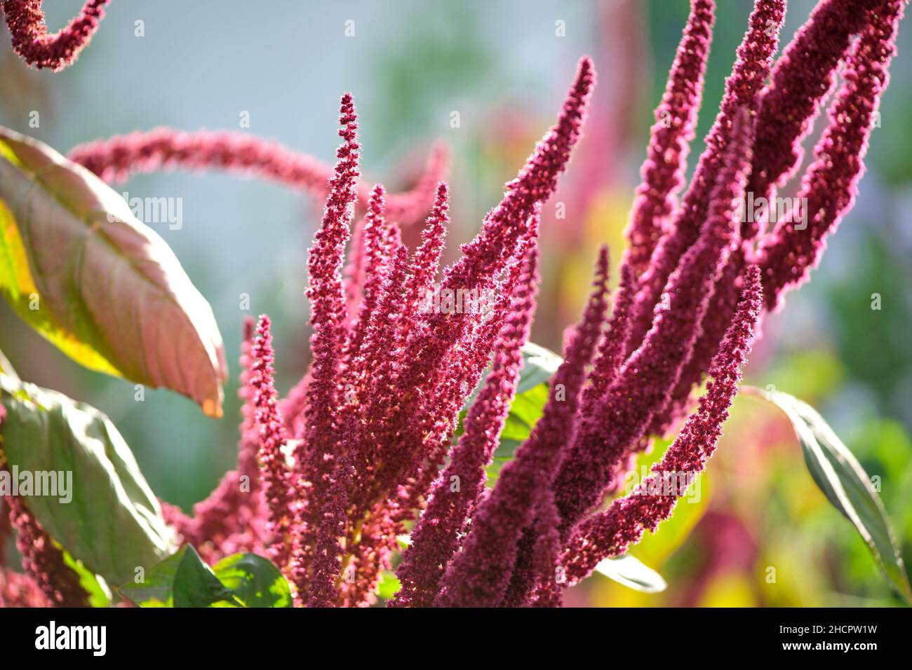 Indian red amaranth plant growing in summer garden. Leaf vegetable ...