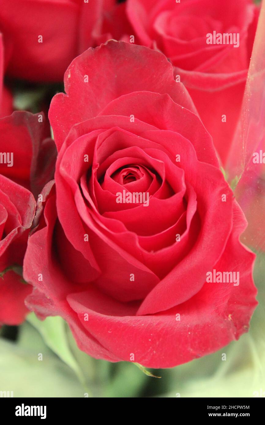 Beautiful bright red roses in full bloom as a gift for that someone ...