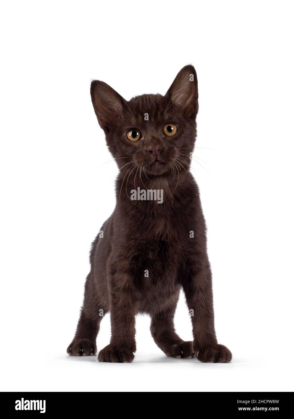 Adorable dark brown Burmse cat kitten, standing facing front. Looking ...