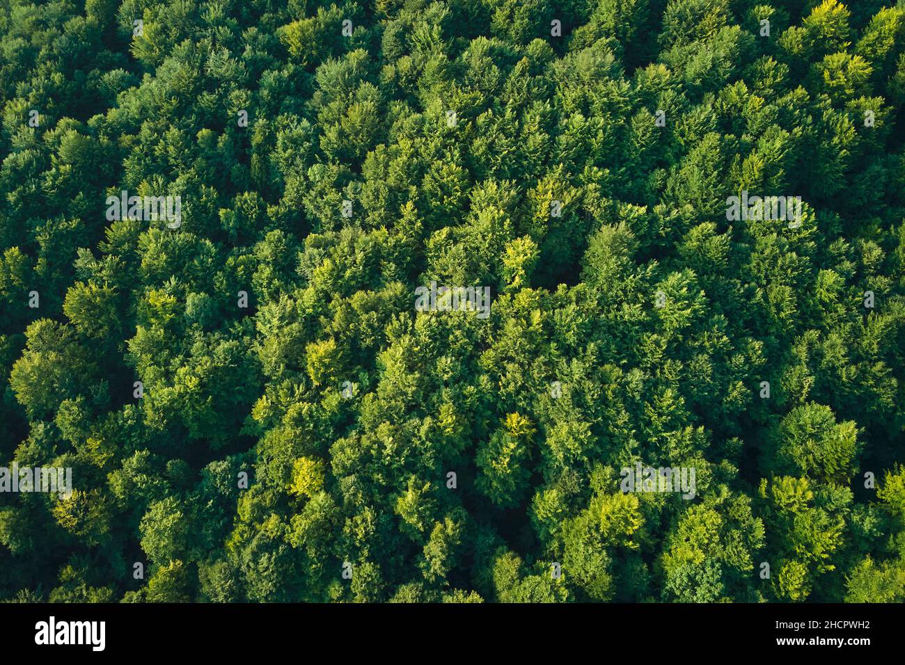 Top down flat aerial view of dark lush forest with green trees canopies ...