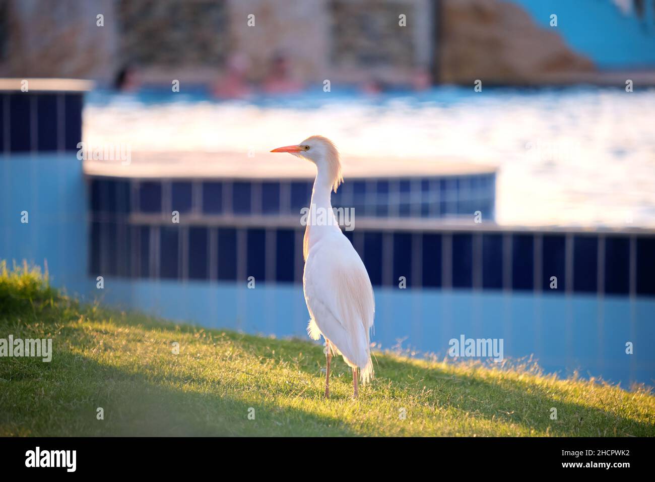 White cattle egret wild bird, also known as Bubulcus ibis walking on ...