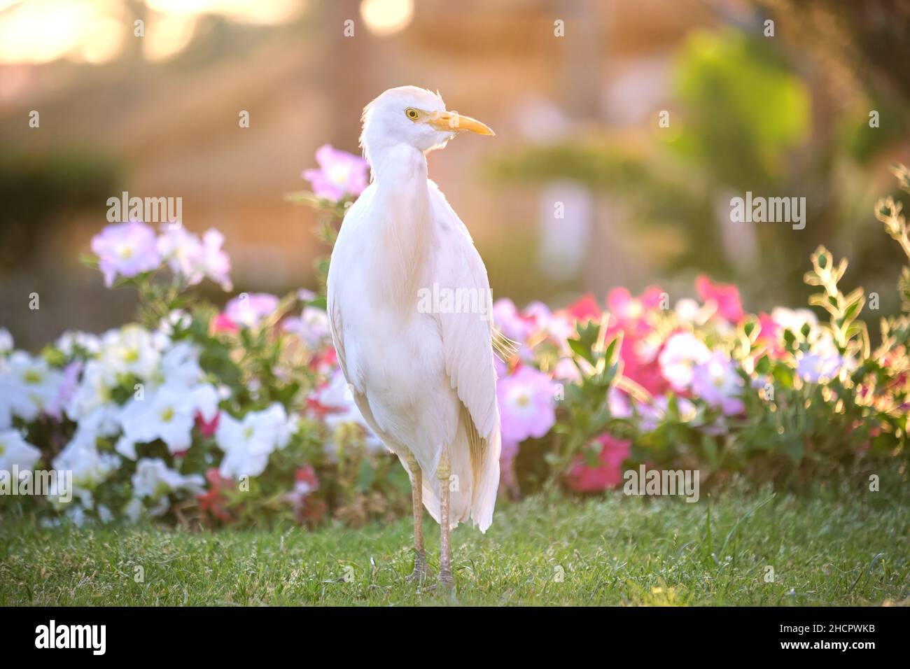 White cattle egret wild bird, also known as Bubulcus ibis walking on ...