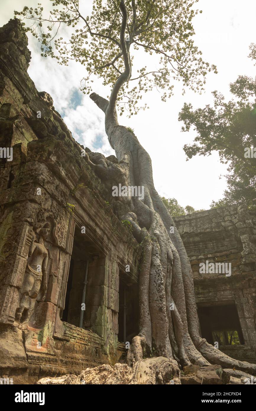 Specimen of tetrameles hi-res stock photography and images - Alamy