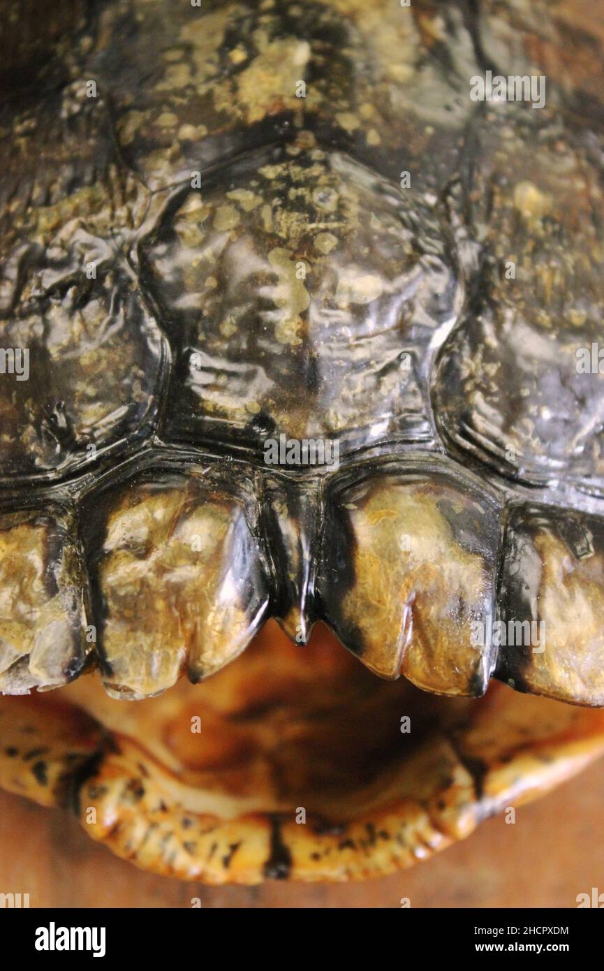 Empty wild turtle shell with natural texture and markings Stock Photo ...