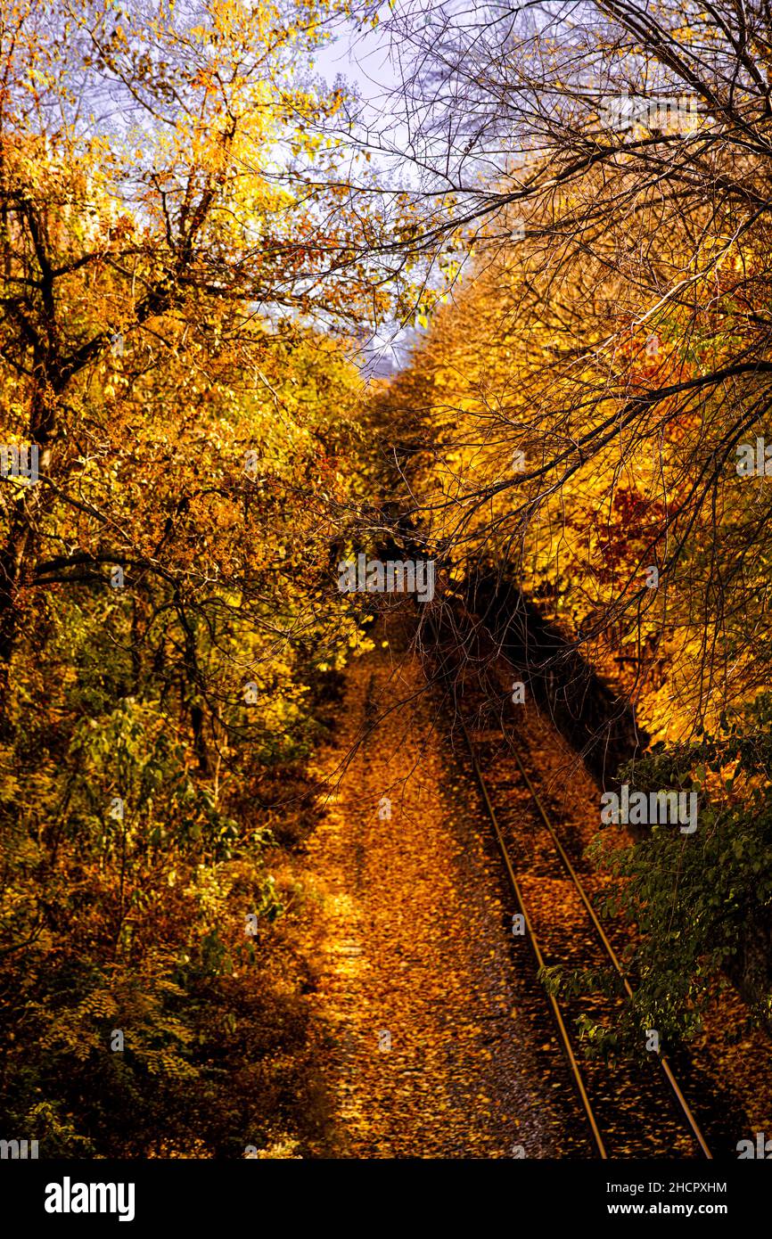 Vertical shot of old train railways in a forest surrounded by colorful ...