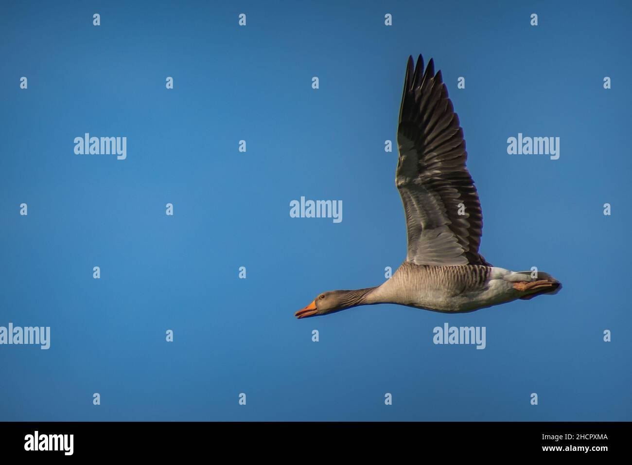 Greylag goose open wings hi-res stock photography and images - Alamy