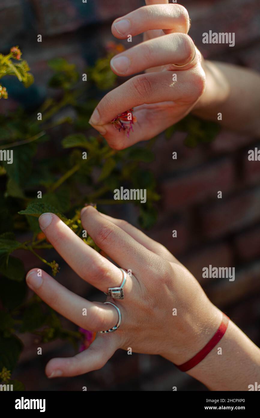 Female hand picking flowers hi-res stock photography and images - Alamy