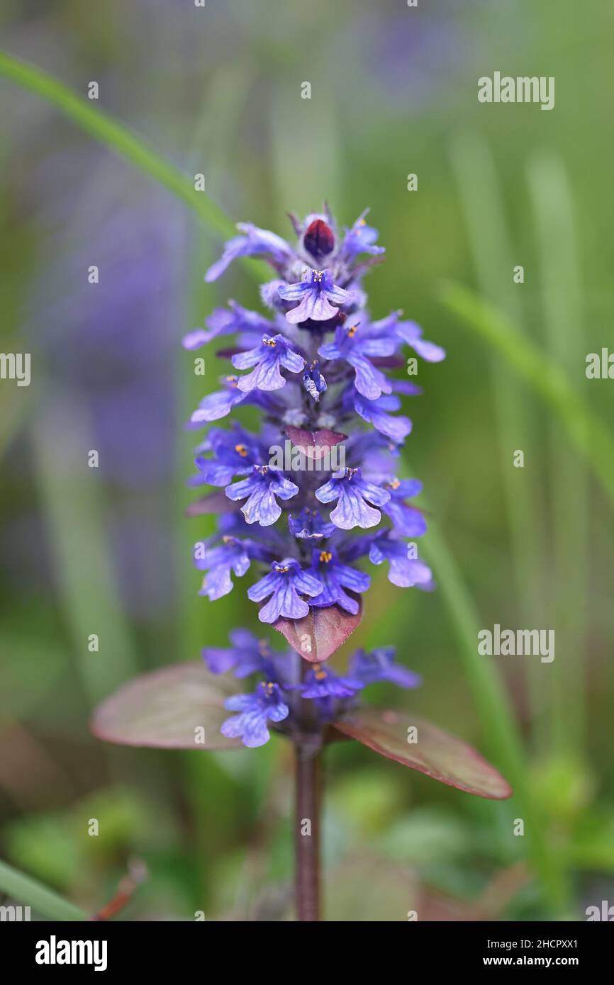 Ajuga reptans, commonly known as blue bugle, bugleherb, creeping ...