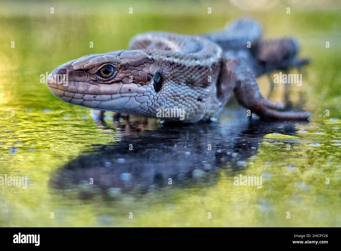 Purple lizard hi-res stock photography and images - Alamy