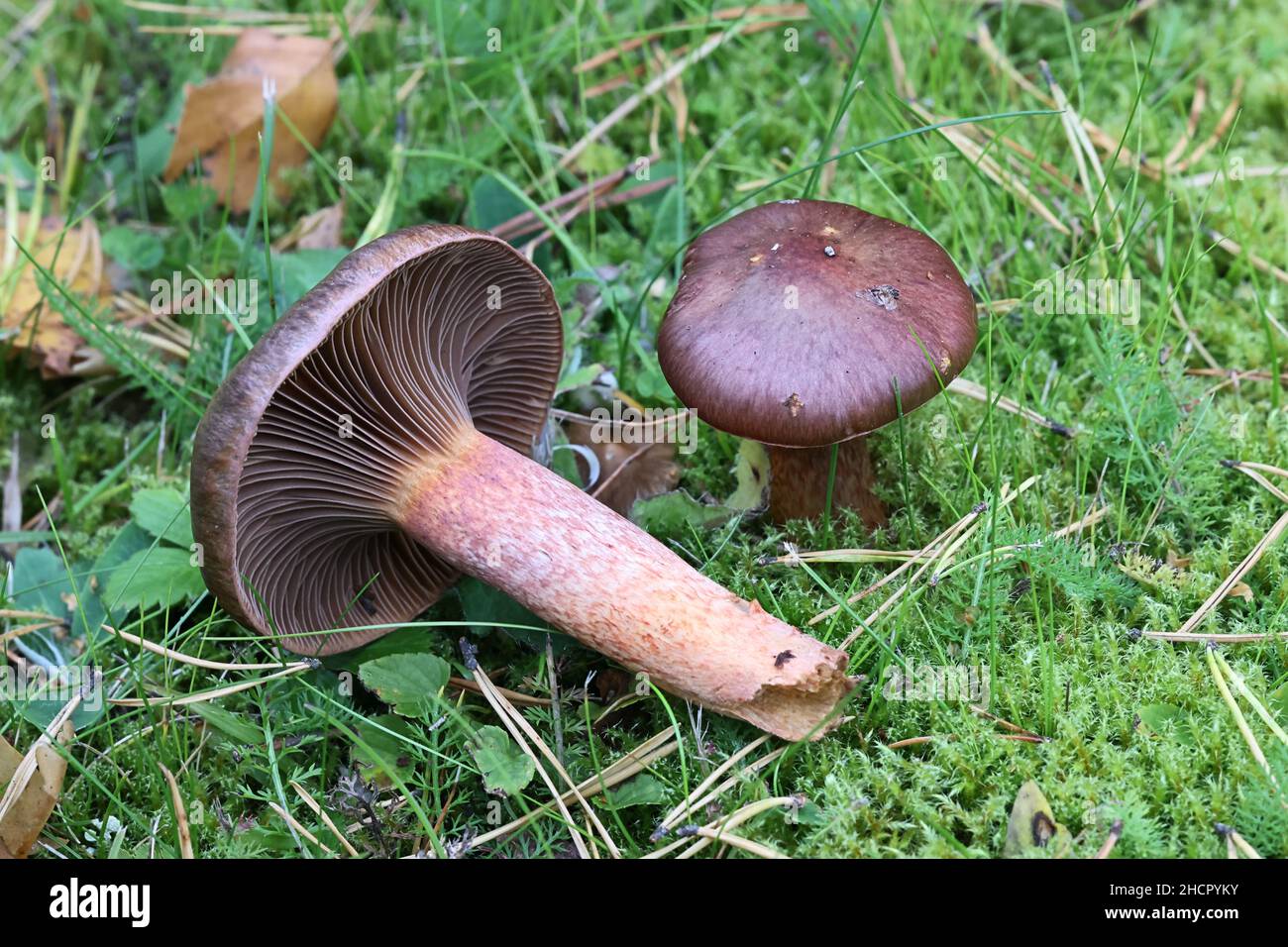 Rusojalkanuljaska hi-res stock photography and images - Alamy