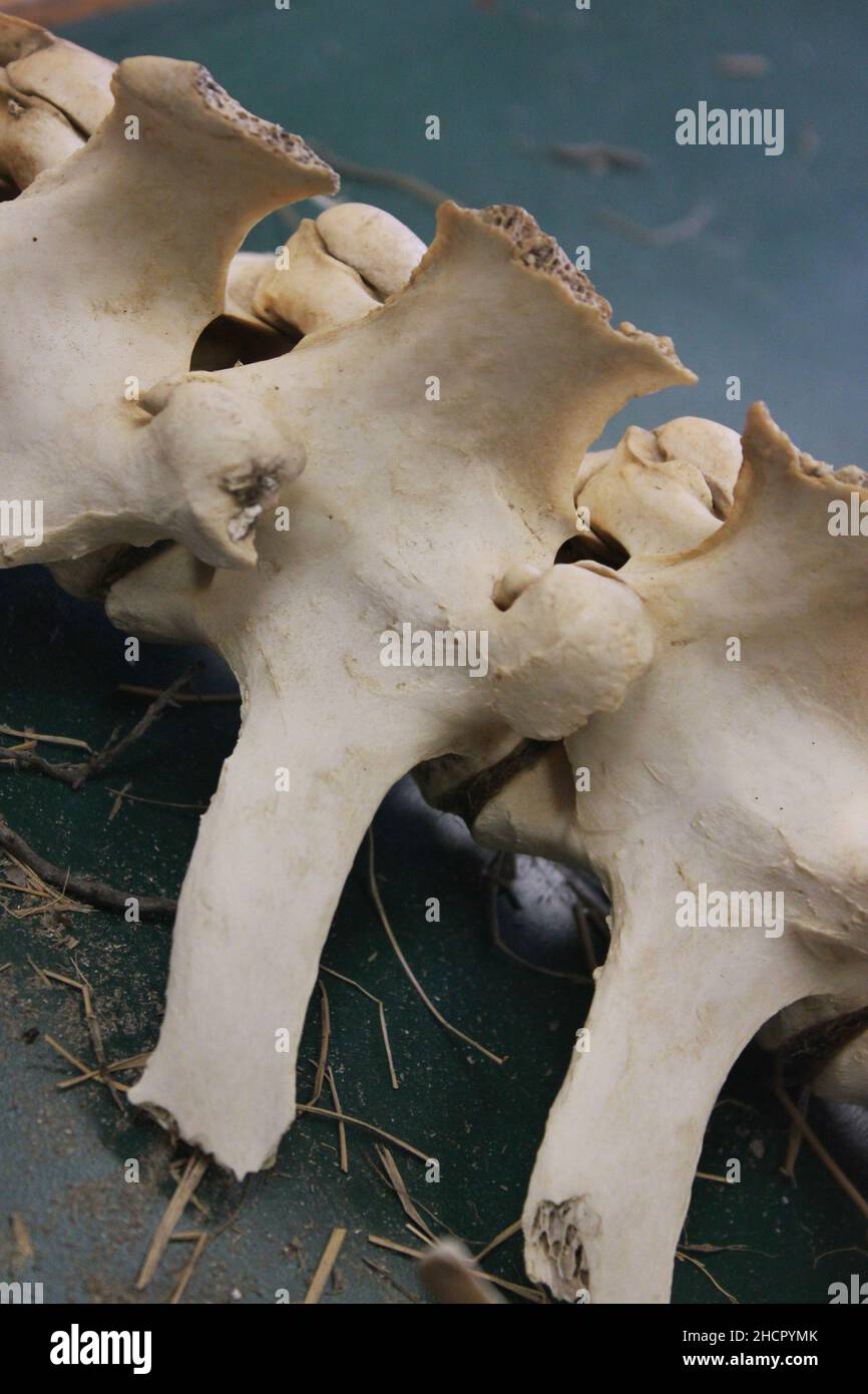 Animal bones shelf hi-res stock photography and images - Alamy