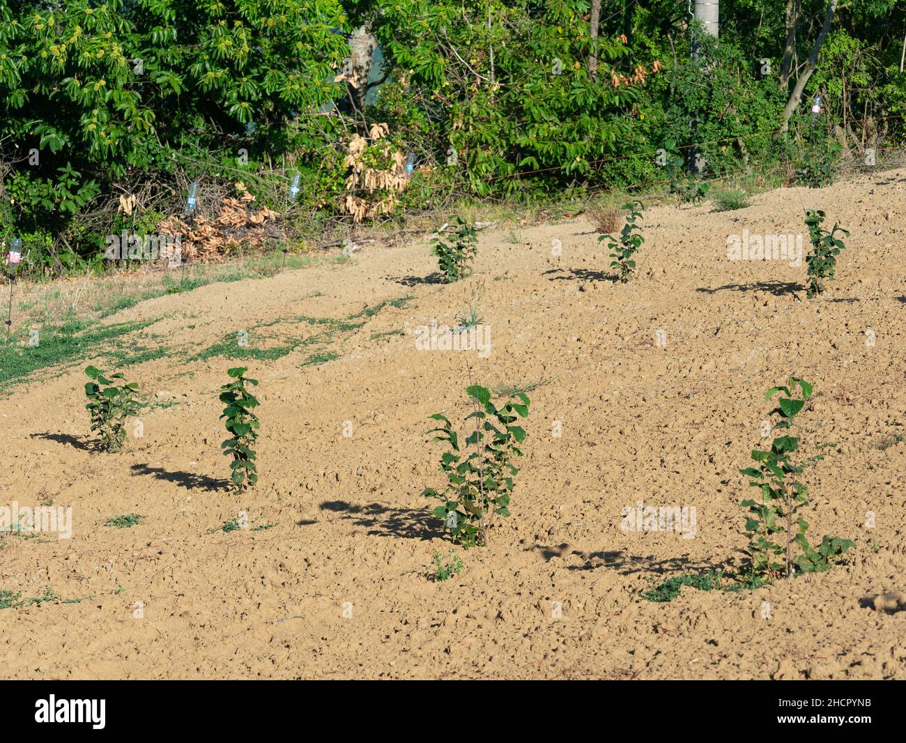Group of saplings hi-res stock photography and images - Alamy