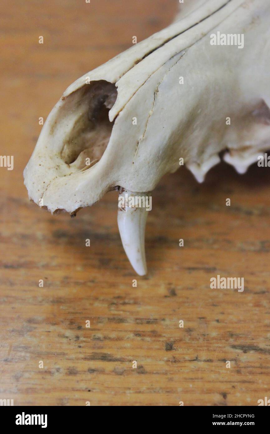 Sharp canine teeth on the skull of a wild animal Stock Photo - Alamy