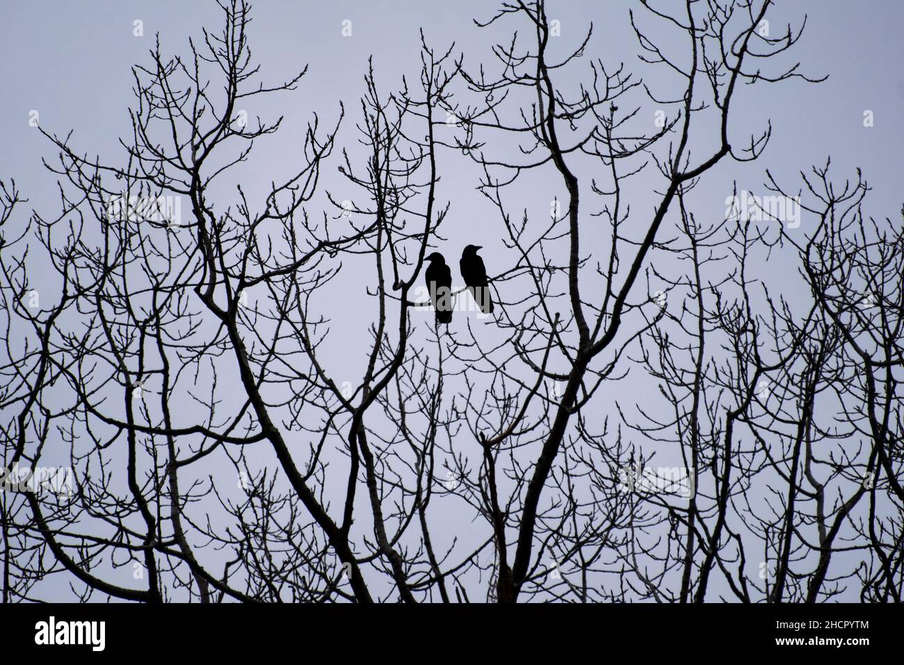 Two black crows in a tree Stock Photo - Alamy