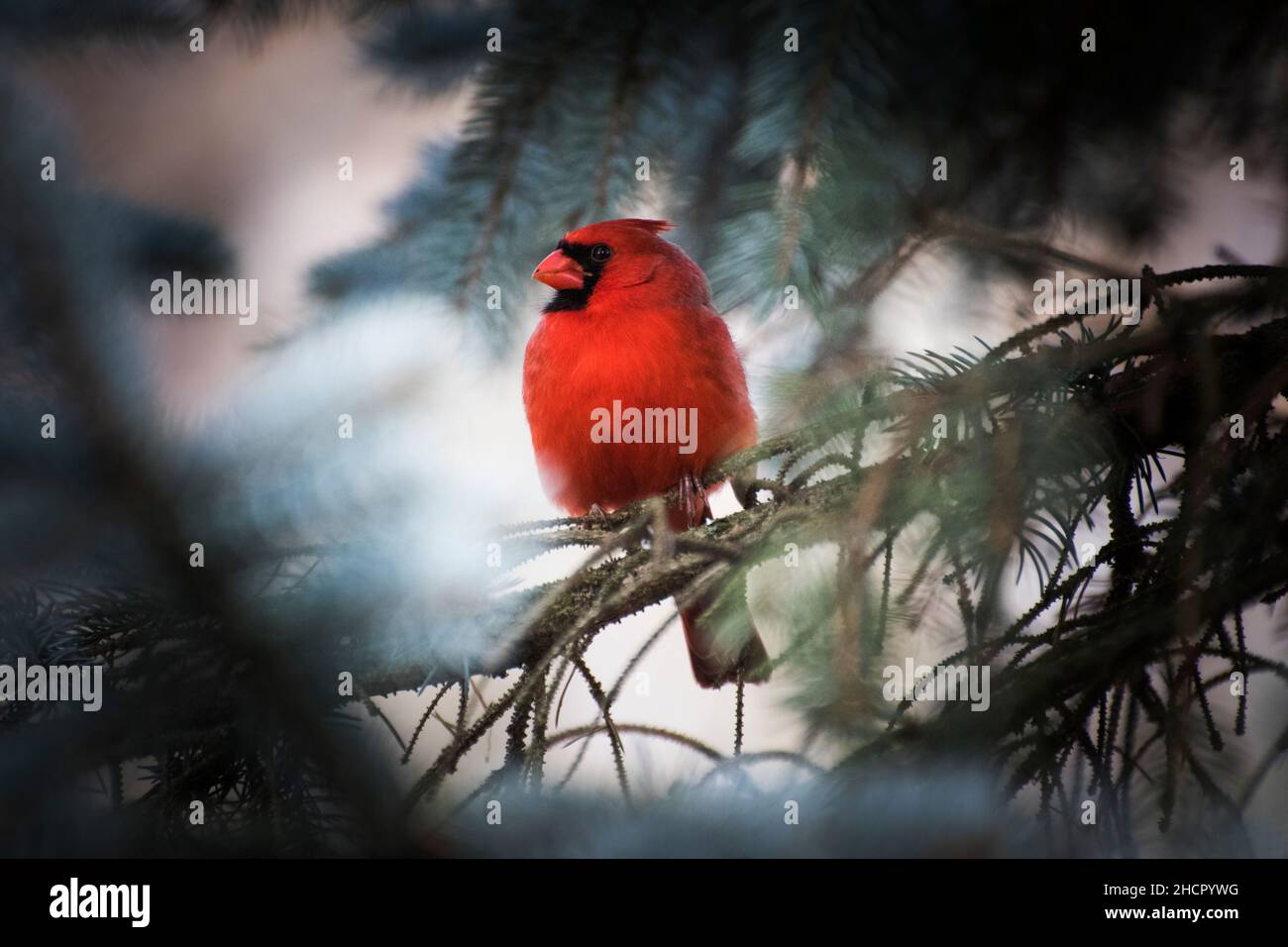 Canadian cardinal hi-res stock photography and images - Alamy