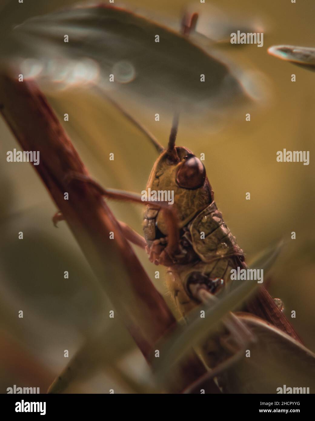 A close up photo of a grasshopper in the middle of vegetation ...