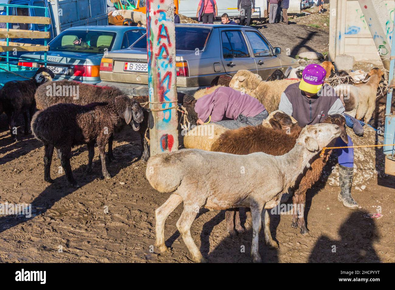 KARAKOL, KYRGYZSTAN - JULY 15, 2018: Sheep at the Sunday animal market ...