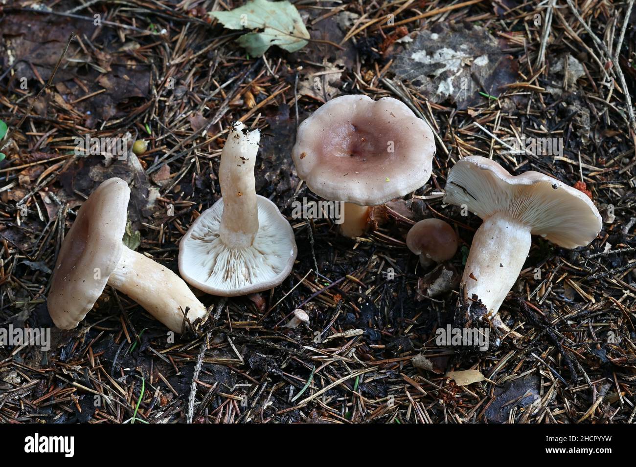 Lactarius vietus, known as the Grey Milkcap, wild mushroom from Finland ...