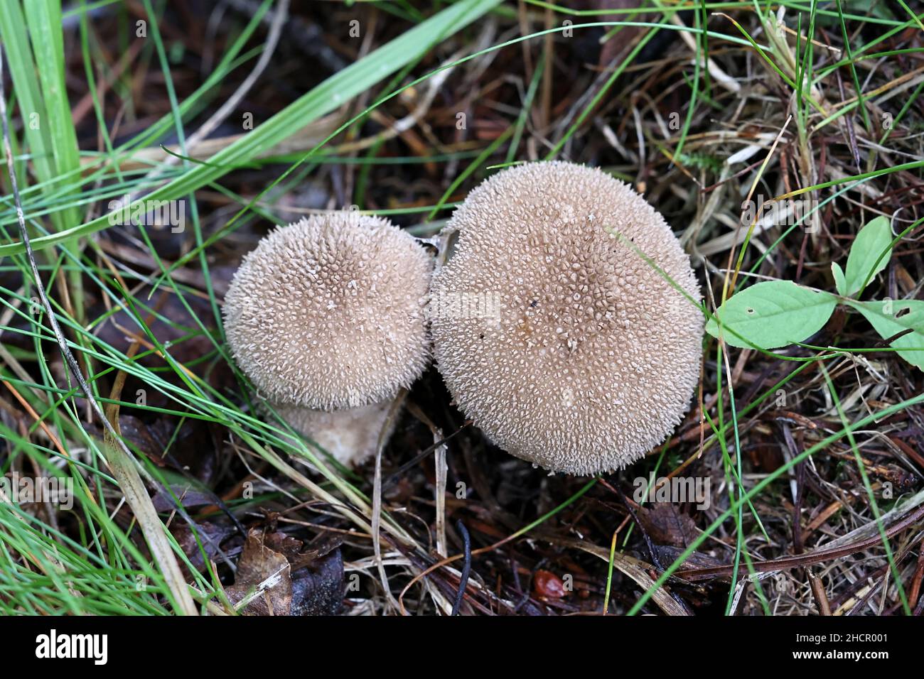 Lycoperdon perlatum, known as the common puffball, warted puffball, gem ...