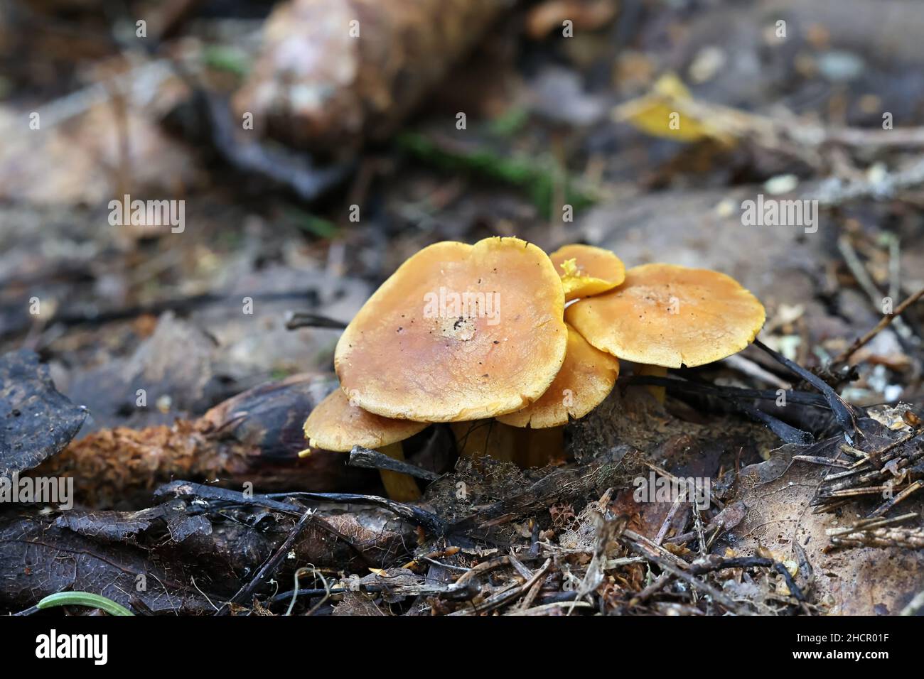 Rugosomyces chrysenteron, known as Yellow Domecap, wild mushroom from ...