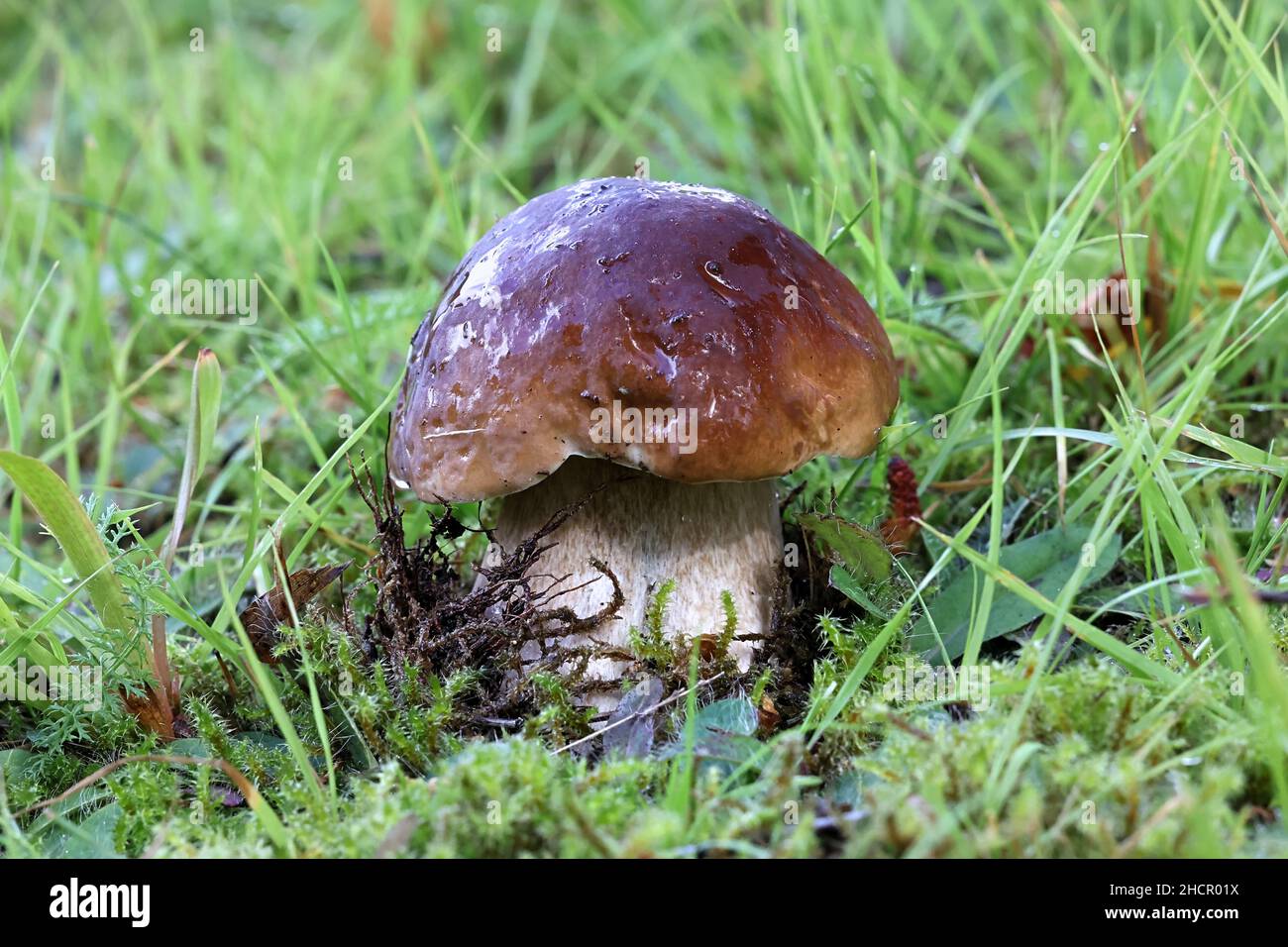 Boletus pinophilus, known as pine bolete, edible wild mushroom from ...