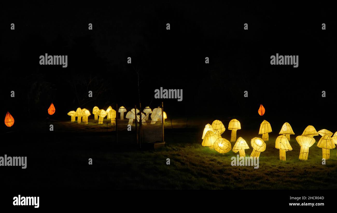 Scenes from Glow Wild at Wakehurst Place Stock Photo - Alamy