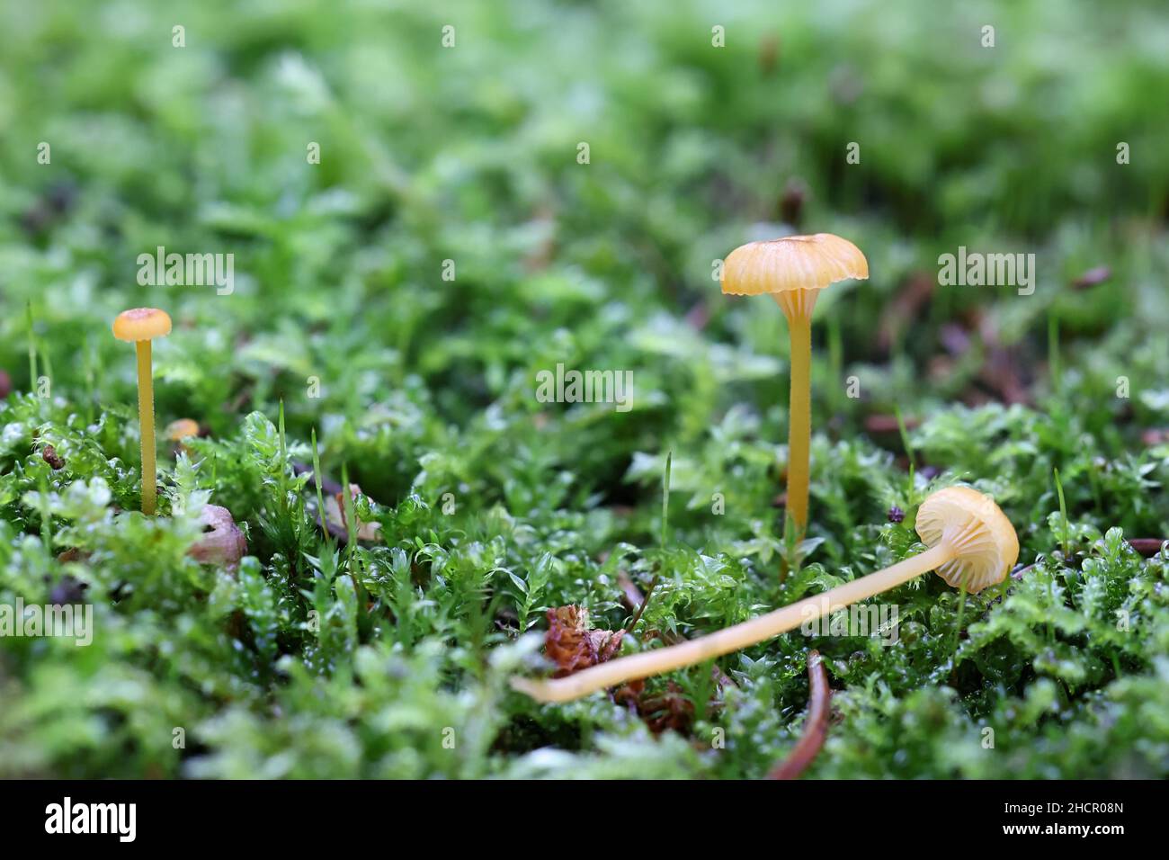 Rickenella fibula (syn. Omphalina fibula), known as the orange mosscap ...
