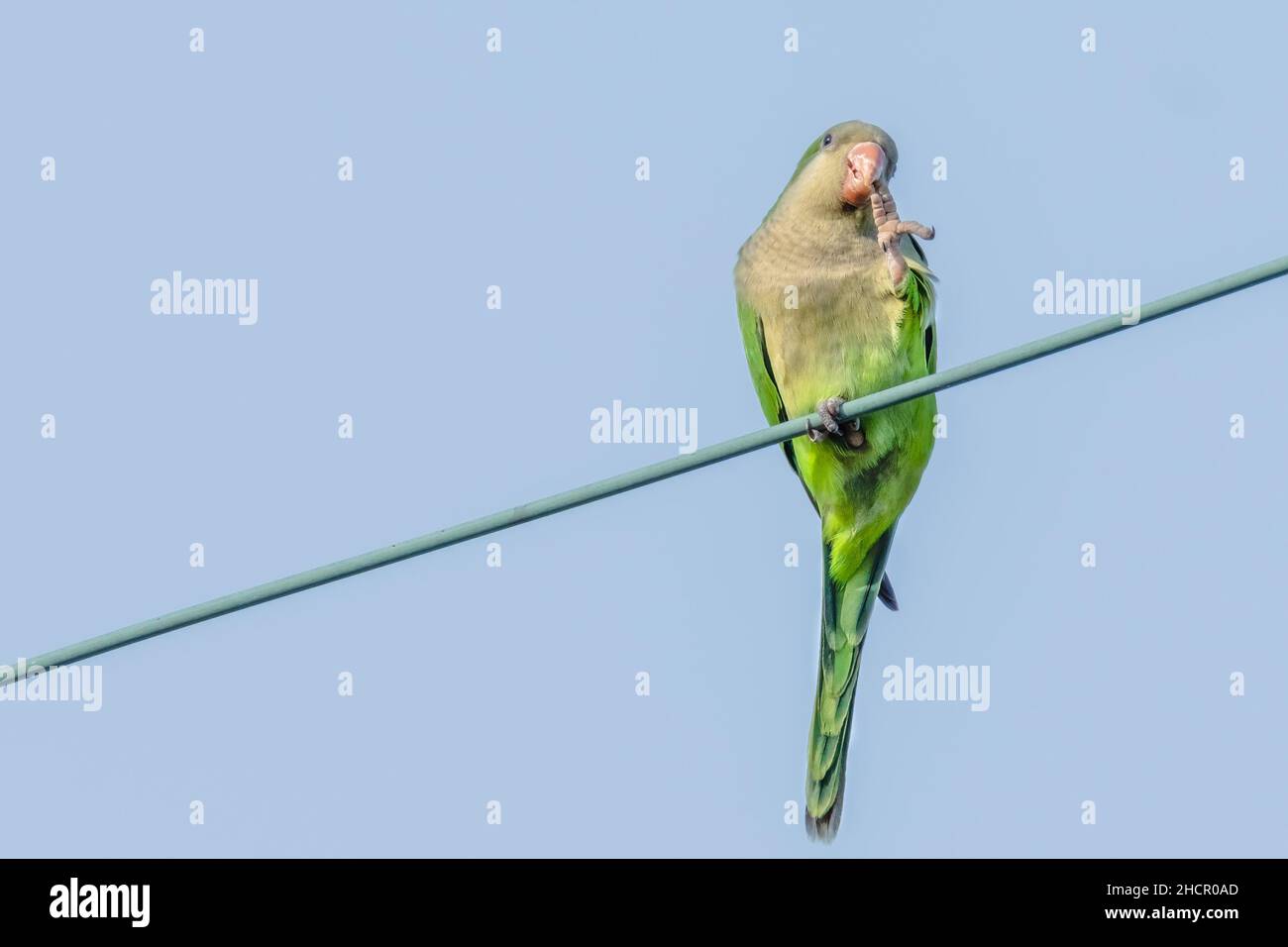 Monk parakeet posing with claw to beak while perched on a wire in New ...