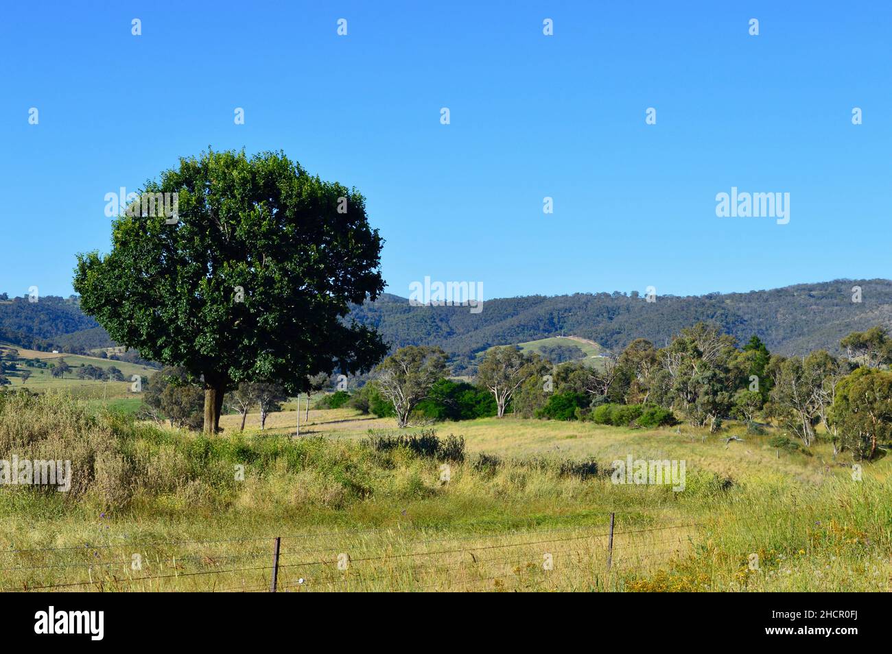 Australian grassy plant hi-res stock photography and images - Alamy