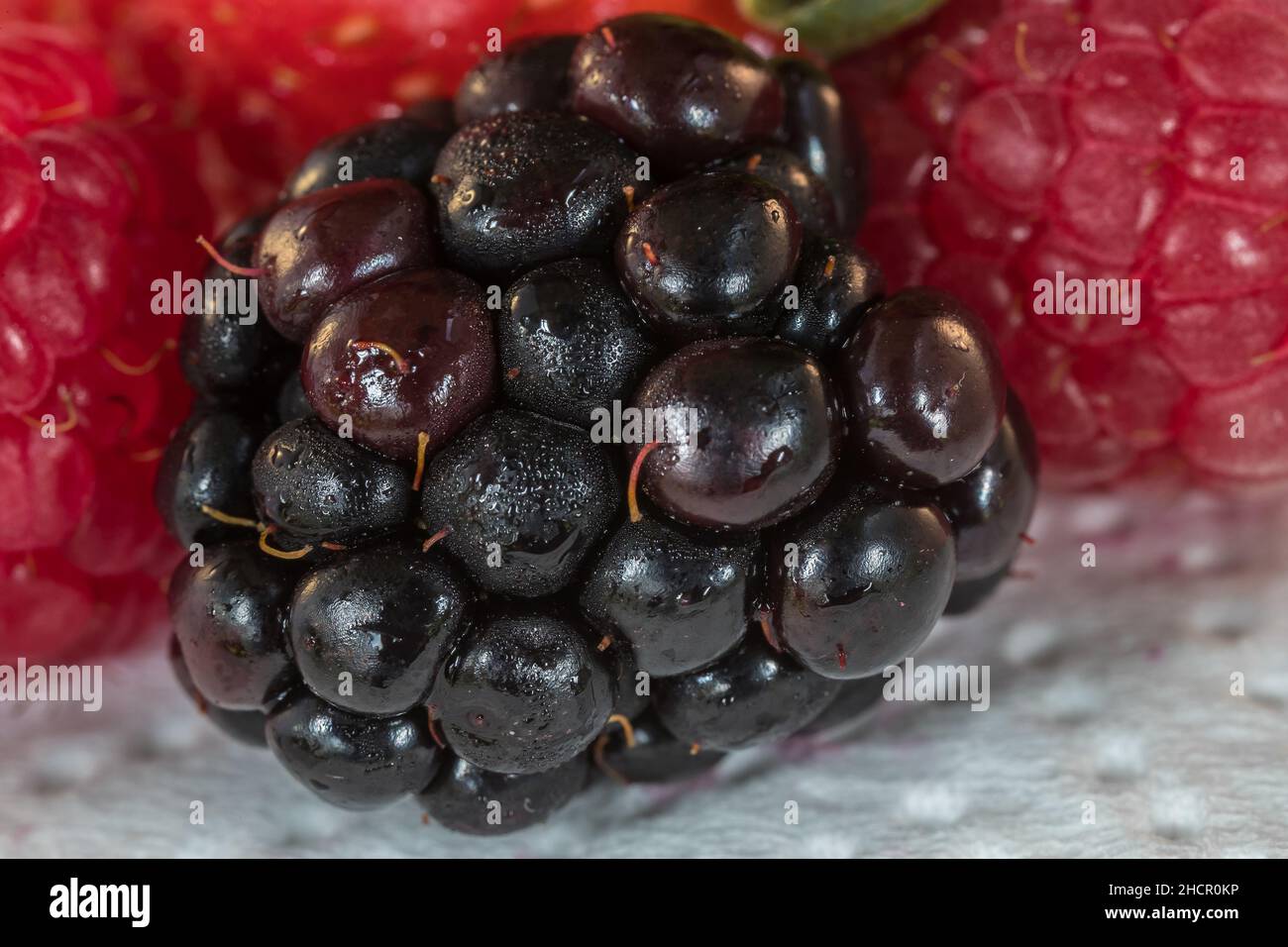 Macro 65 mm hi-res stock photography and images - Alamy