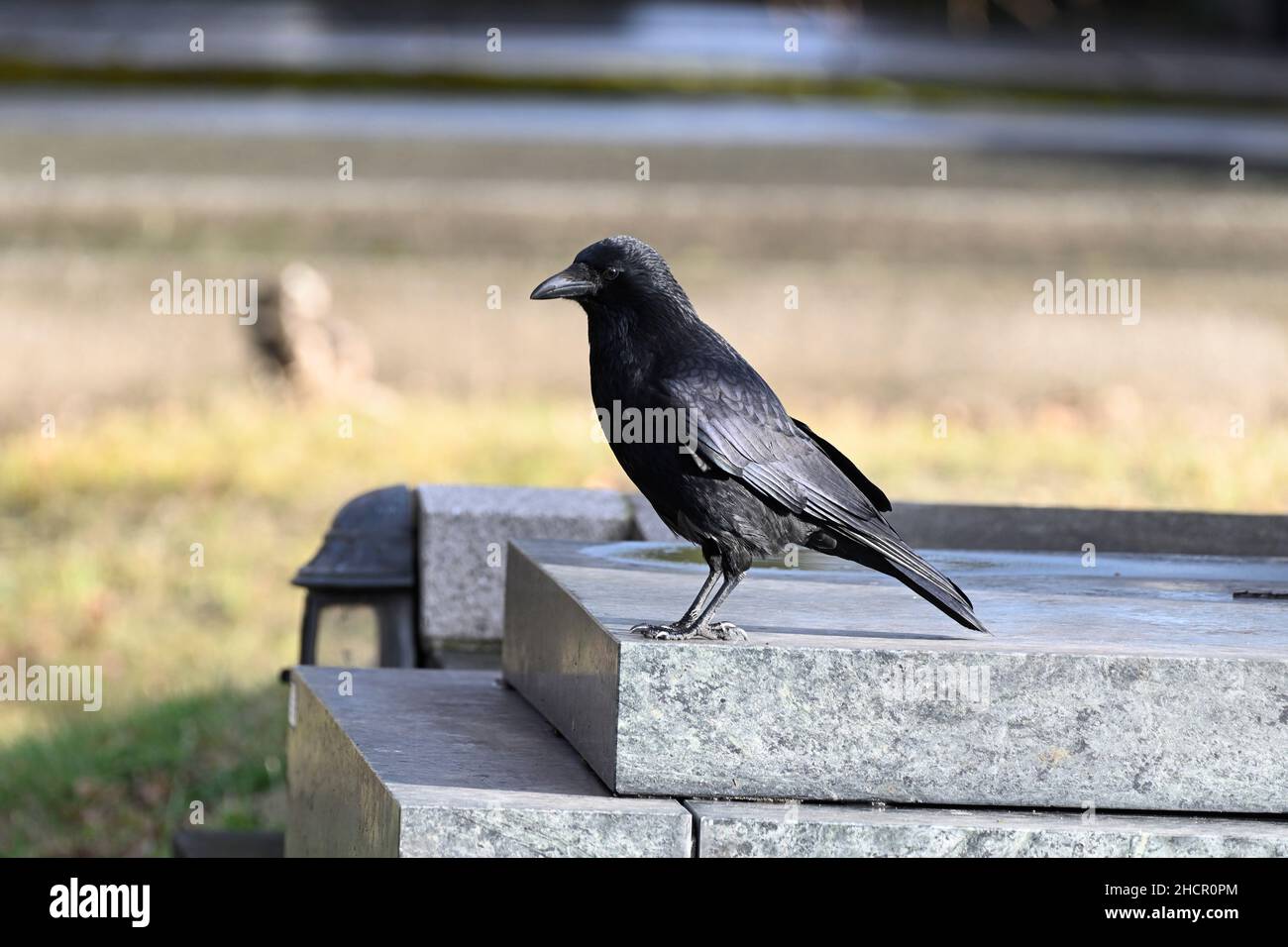 Vienna, Austria.The Central Cemetery in Vienna. Crow (Corvus) at the ...