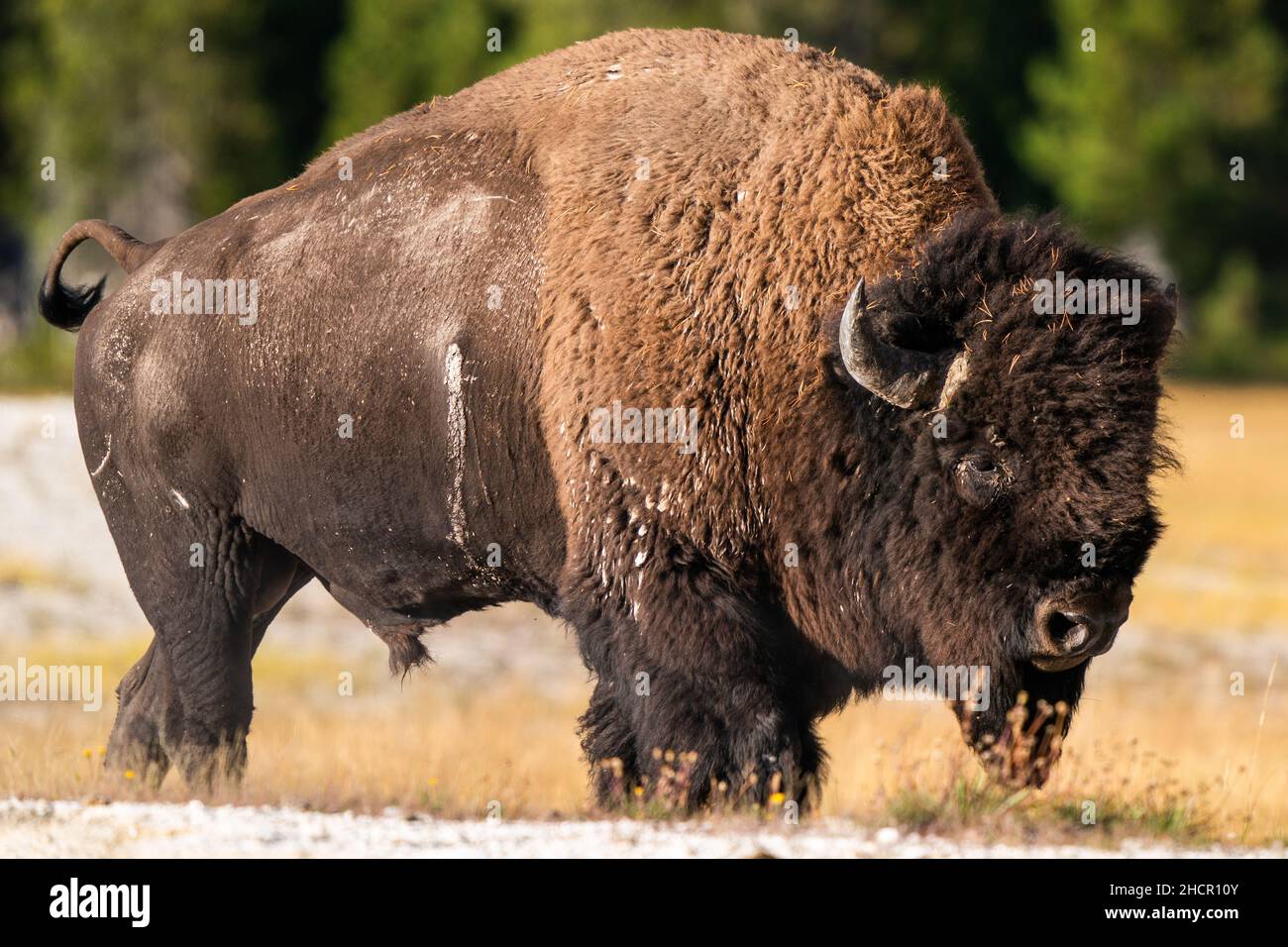 Bison bull closeup hi-res stock photography and images - Alamy