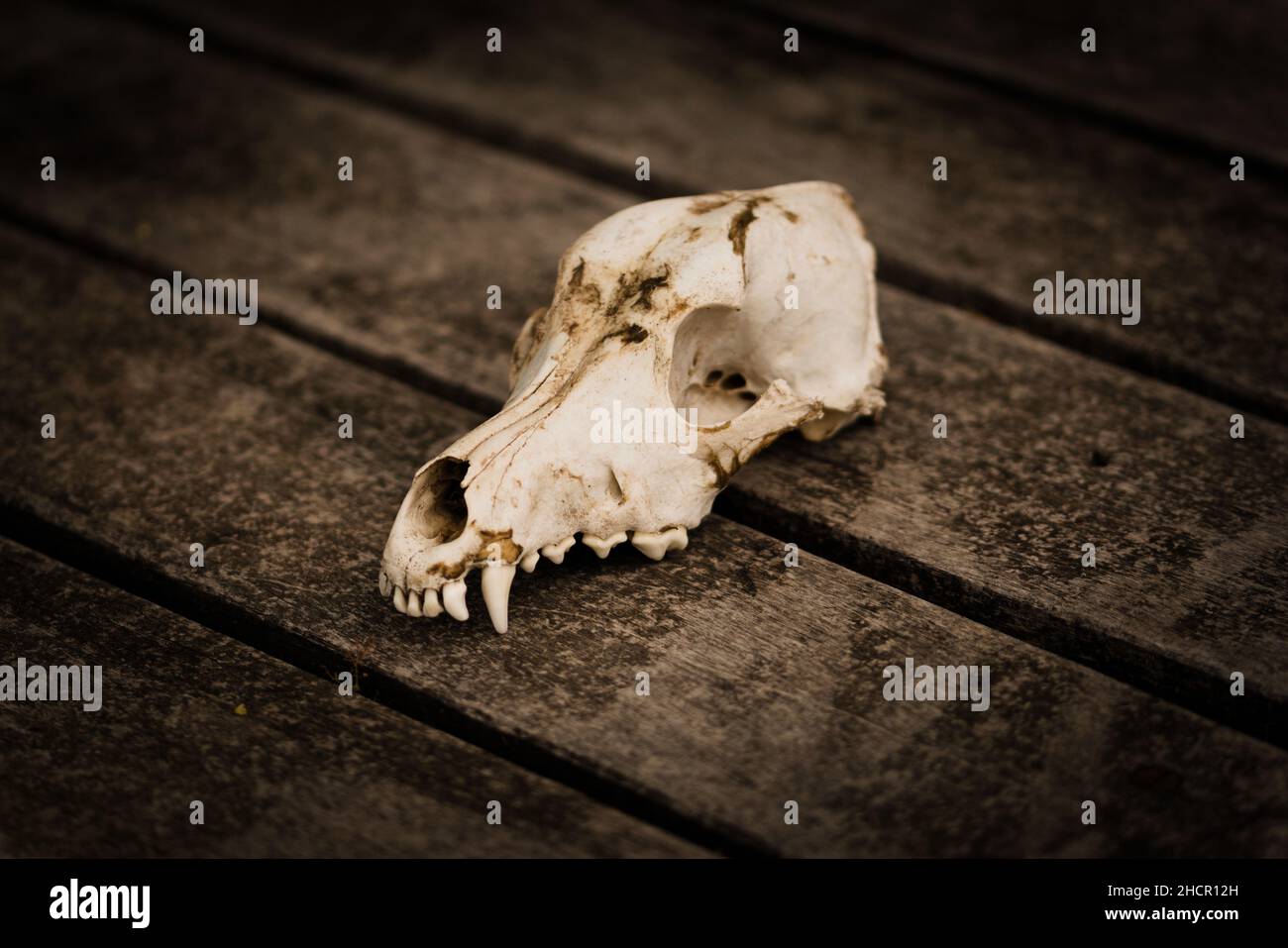 Dog skull on a rustic wooden table Stock Photo - Alamy