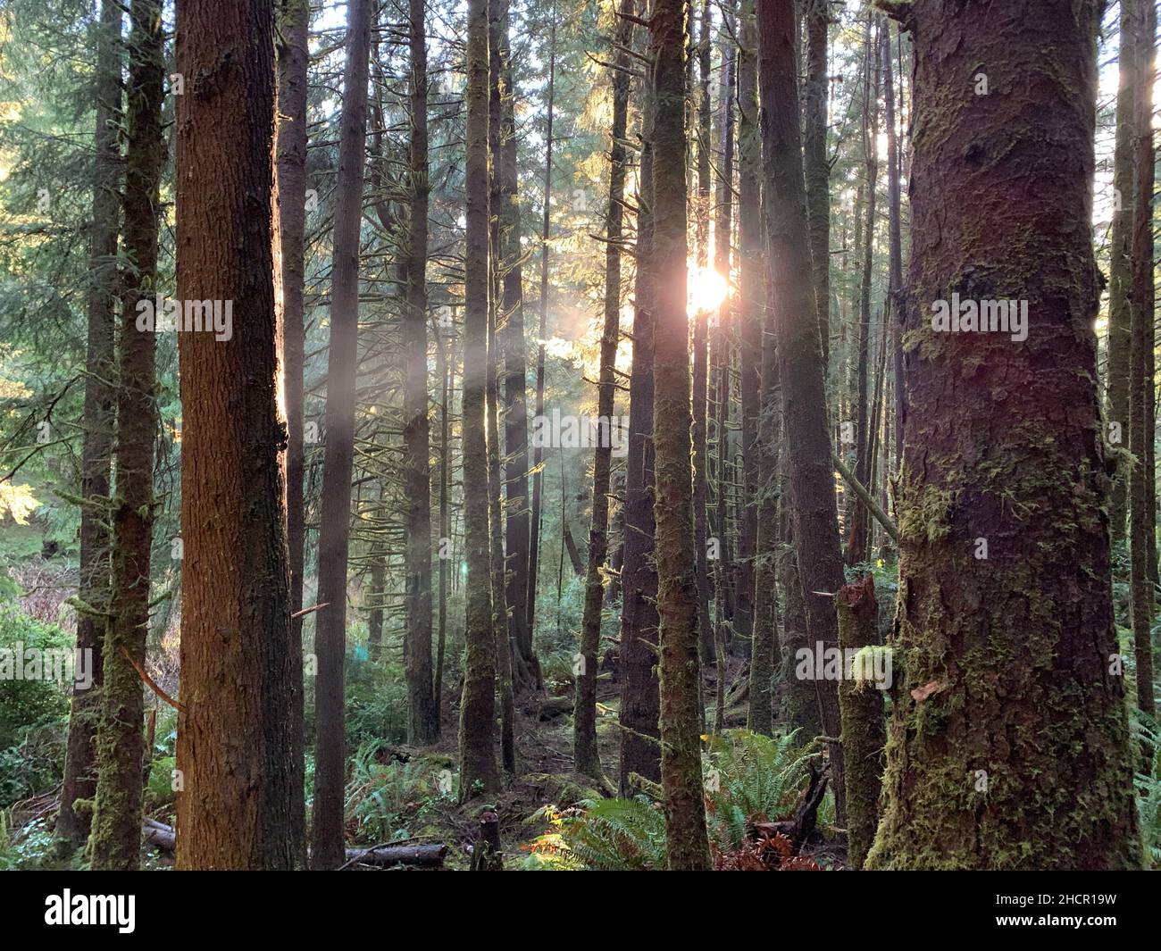 Countryside field forest sunny hi-res stock photography and images - Alamy