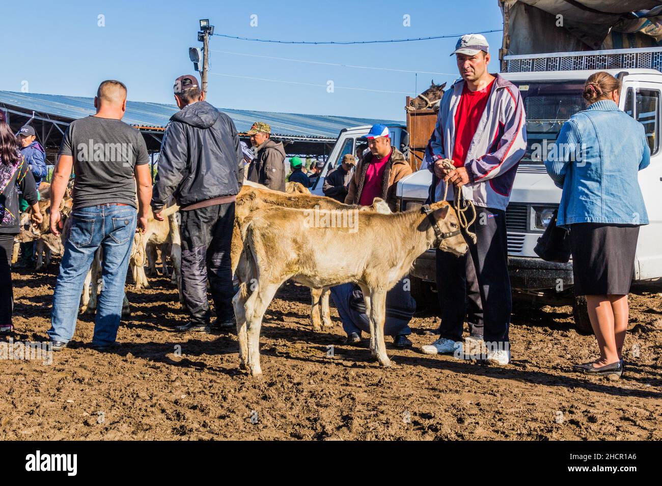 KARAKOL, KYRGYZSTAN - JULY 15, 2018: Local people with cows at the ...