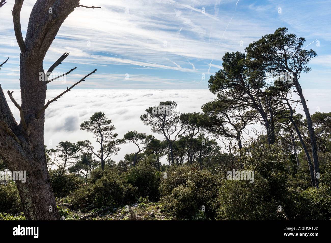 The fog has settled in the South of France. On the heights of Mont Faron, Toulon and its harbor ...