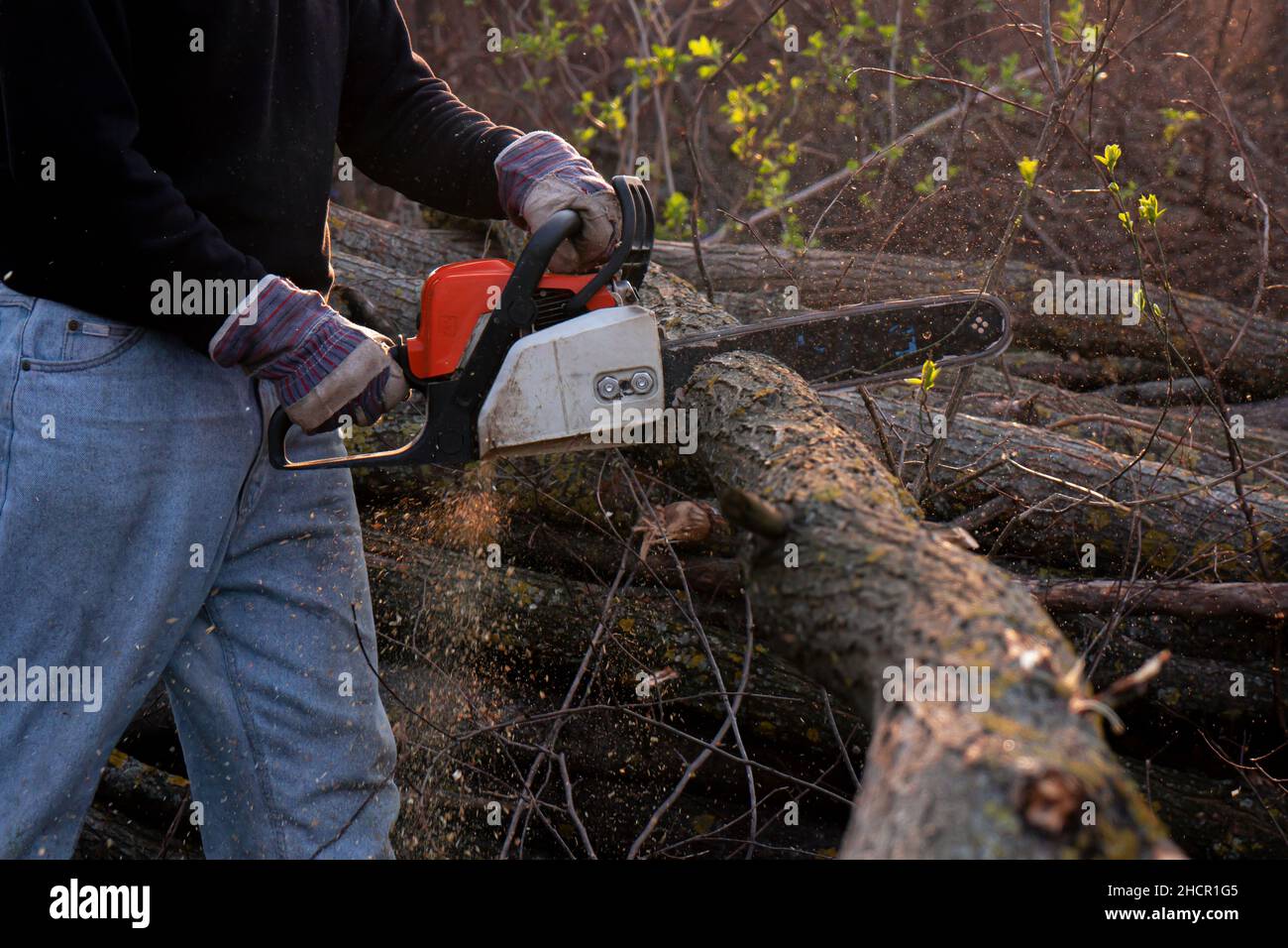 Adult cutting a wood log with a saw hi-res stock photography and images ...