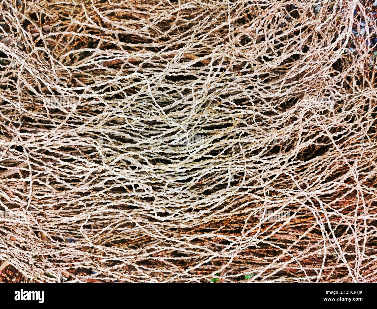 Vegetable Fibers High Resolution Stock Photography and Images - Alamy