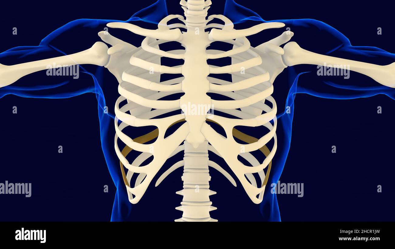 Ninth bone of Rib cage Anatomy for medical concept 3D Illustration ...