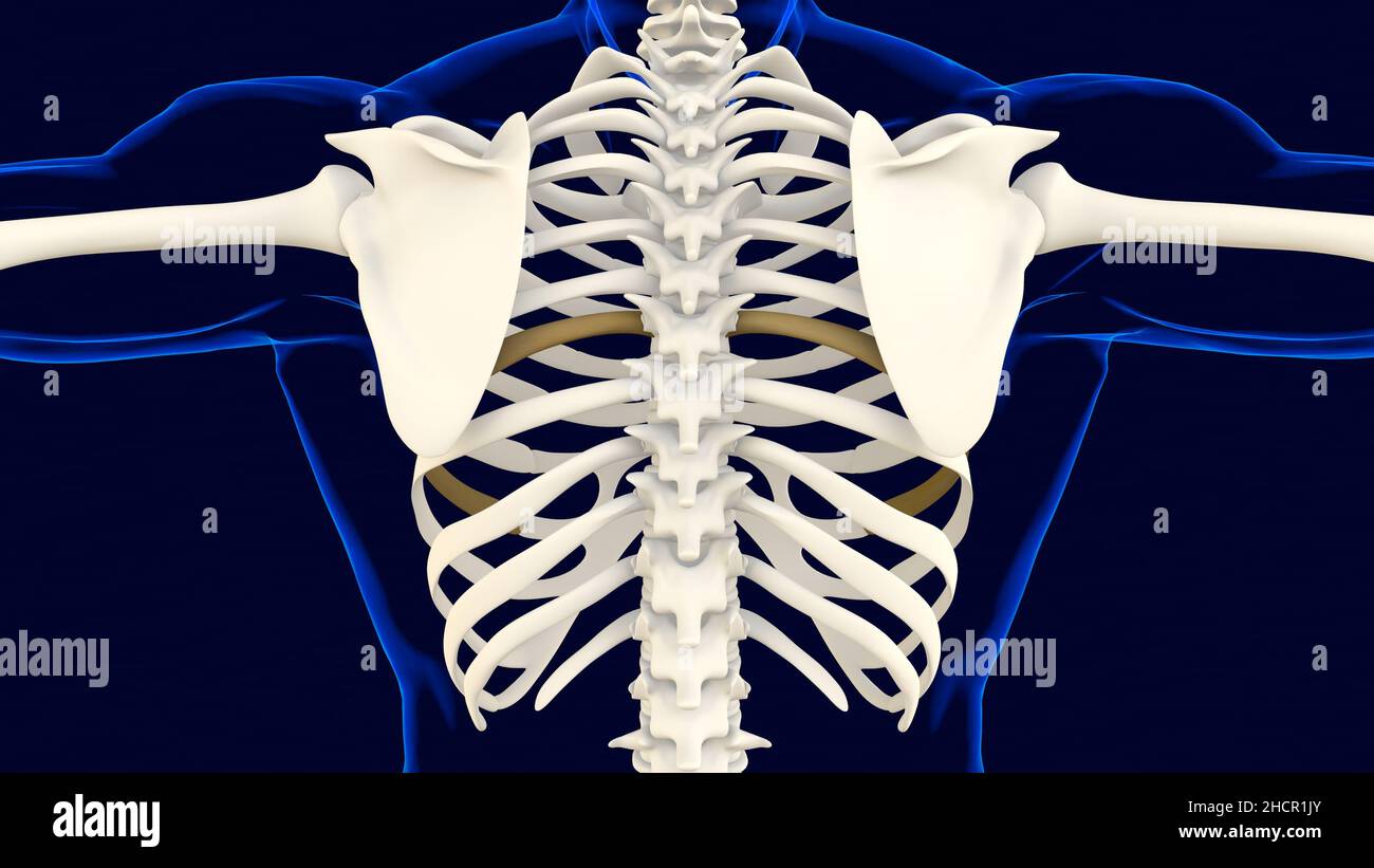 Seventh bone of Rib cage Anatomy for medical concept 3D Illustration ...