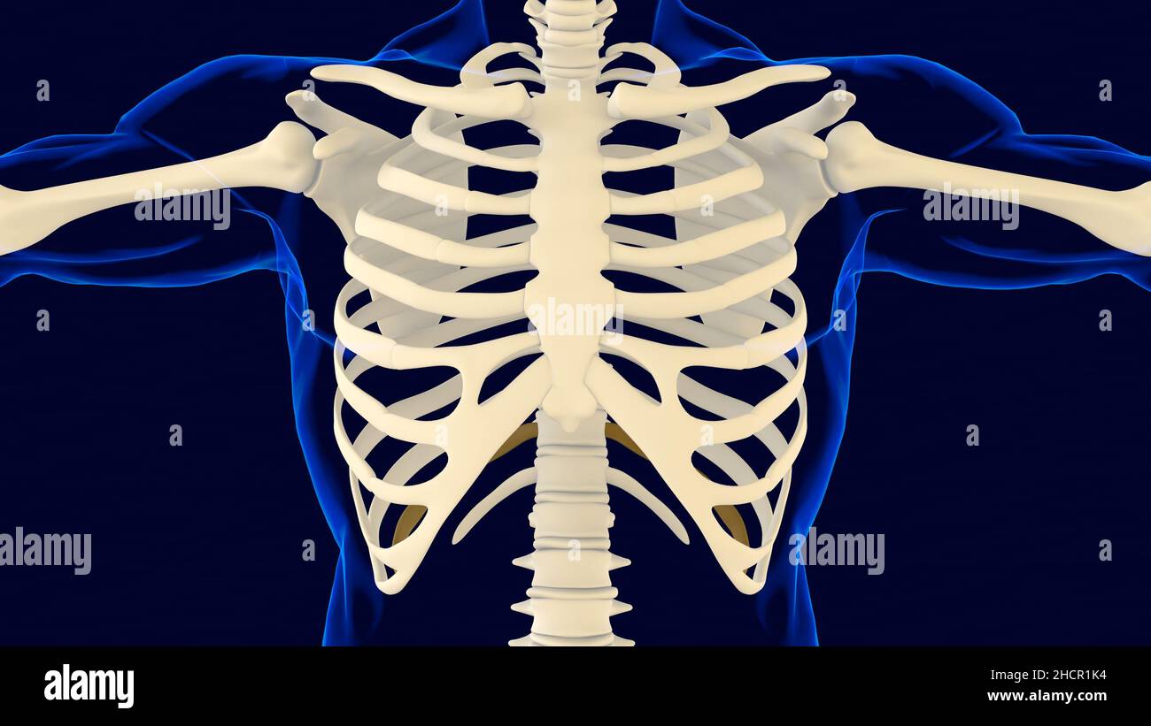 Eleventh bone of Rib cage Anatomy for medical concept 3D Illustration ...