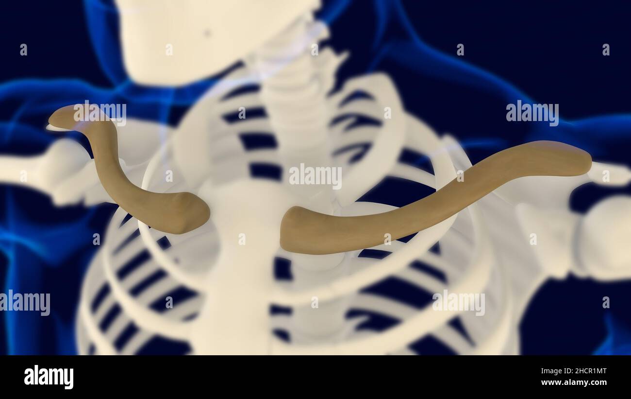 Clavicle Bones Human skeleton anatomy 3D Rendering For Medical Concept ...