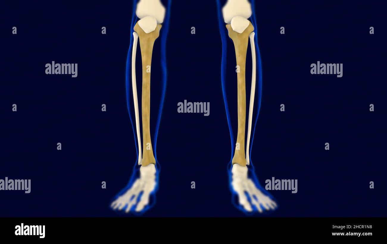 Tibia Bones Human skeleton anatomy 3D Rendering For Medical Concept ...