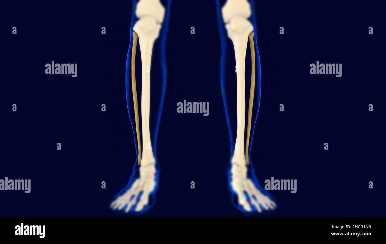 Fibula Bone Human skeleton anatomy 3D Rendering For Medical Concept ...