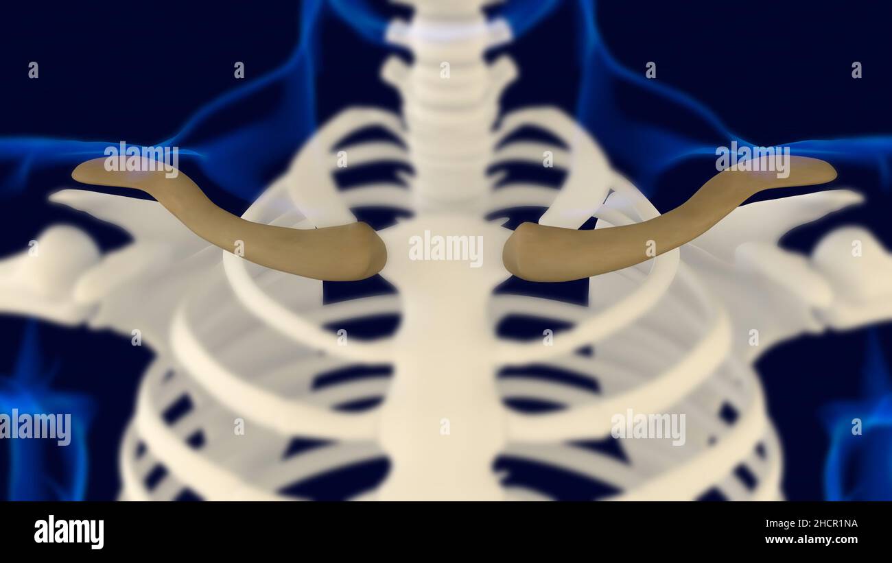 Clavicle Bones Human skeleton anatomy 3D Rendering For Medical Concept ...