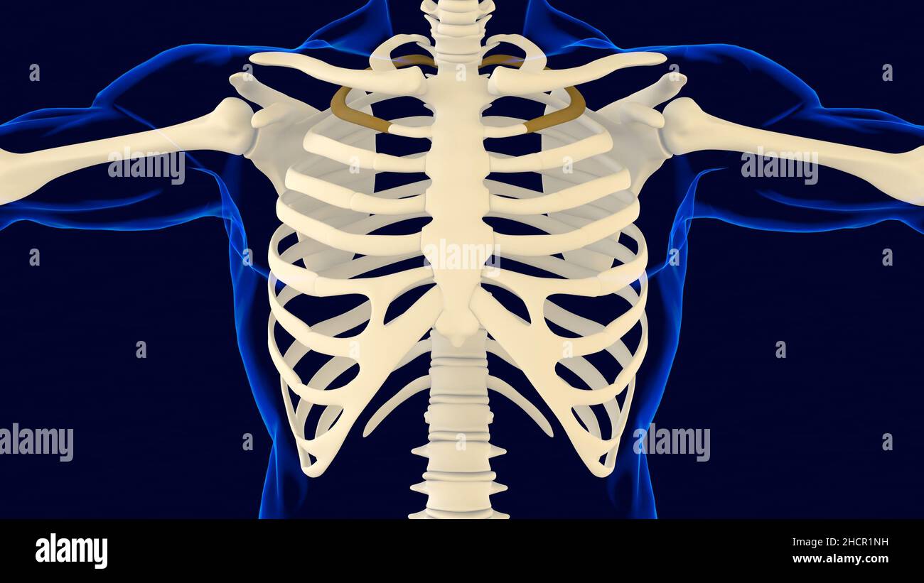Second bone of Rib cage Anatomy for medical concept 3D Illustration ...