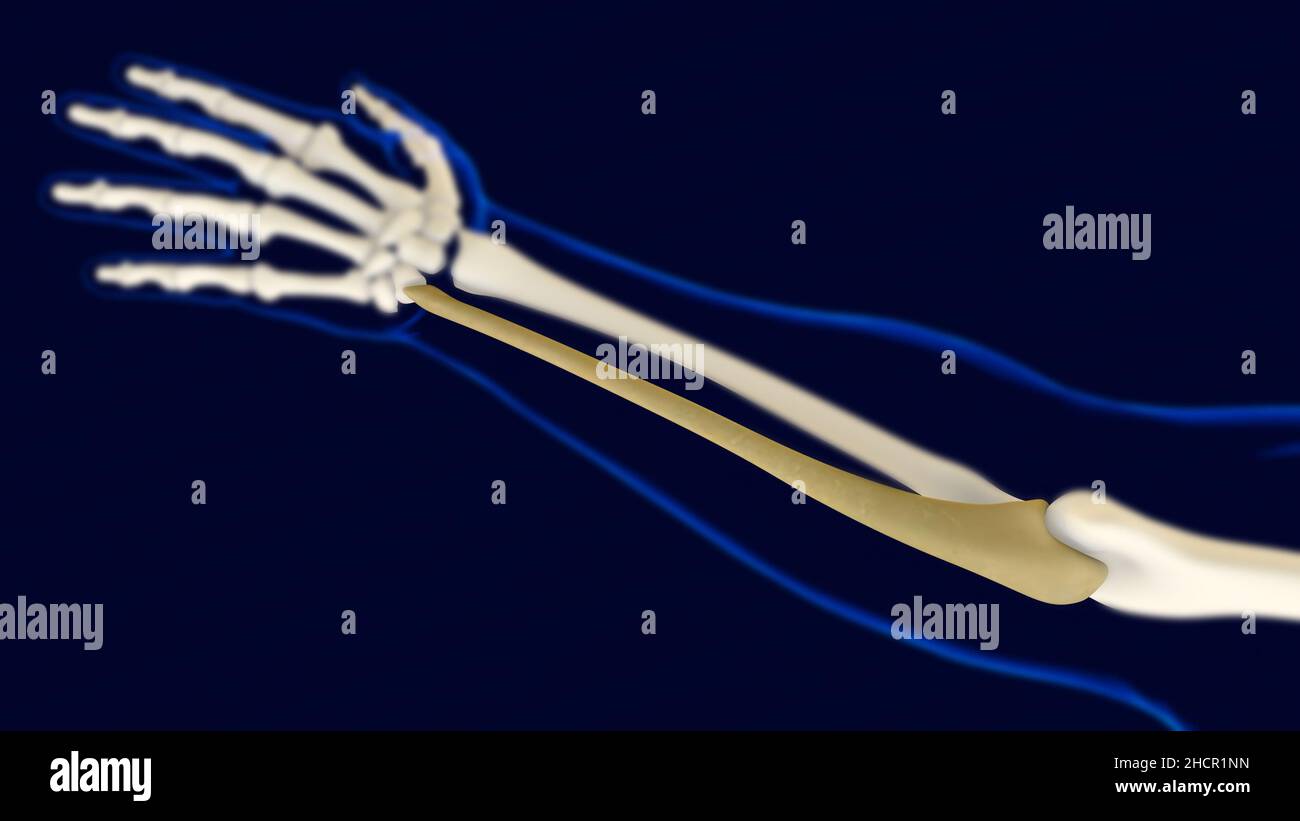 Ulna Bone Human skeleton anatomy 3D Rendering For Medical Concept Stock ...