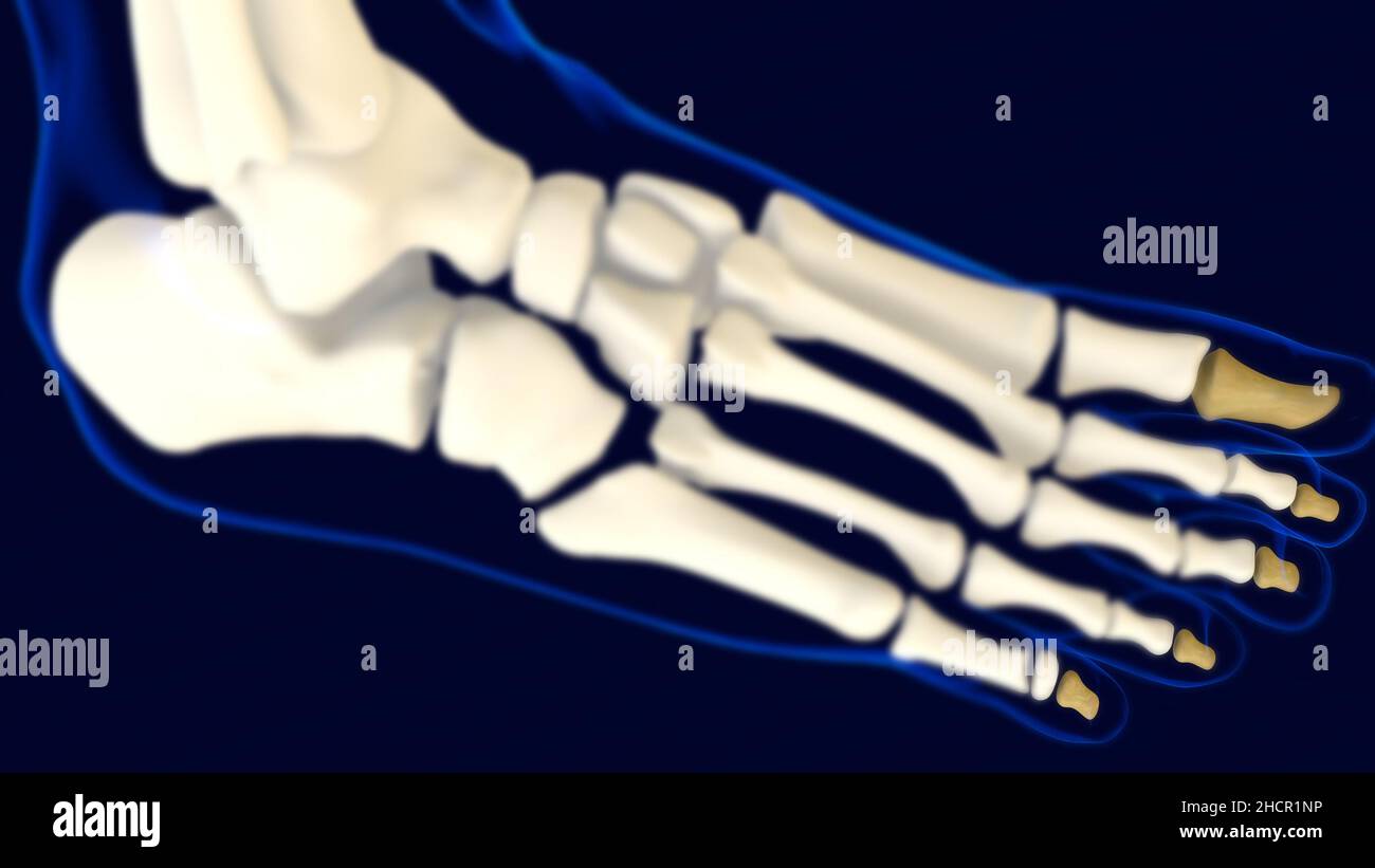 Distal Phalanges Foot bones Anatomy for medical concept 3D Illustration ...